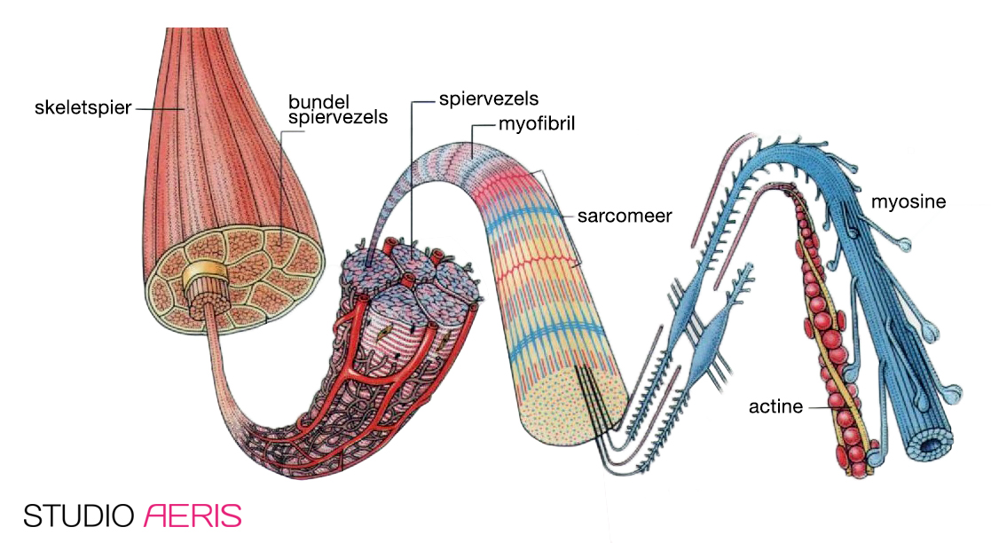 [:nl]Waarom spieren niet 'stretchen'[:] - STUDIO AERIS